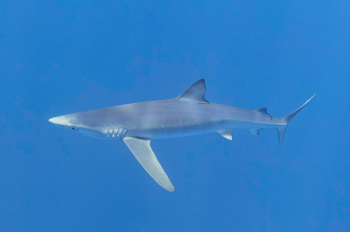Are There Sharks Around The Azores? – Scuba Diving Earth