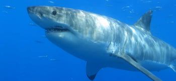 Shark Triangle California (Red Triangle Great White Sharks) – Scuba ...