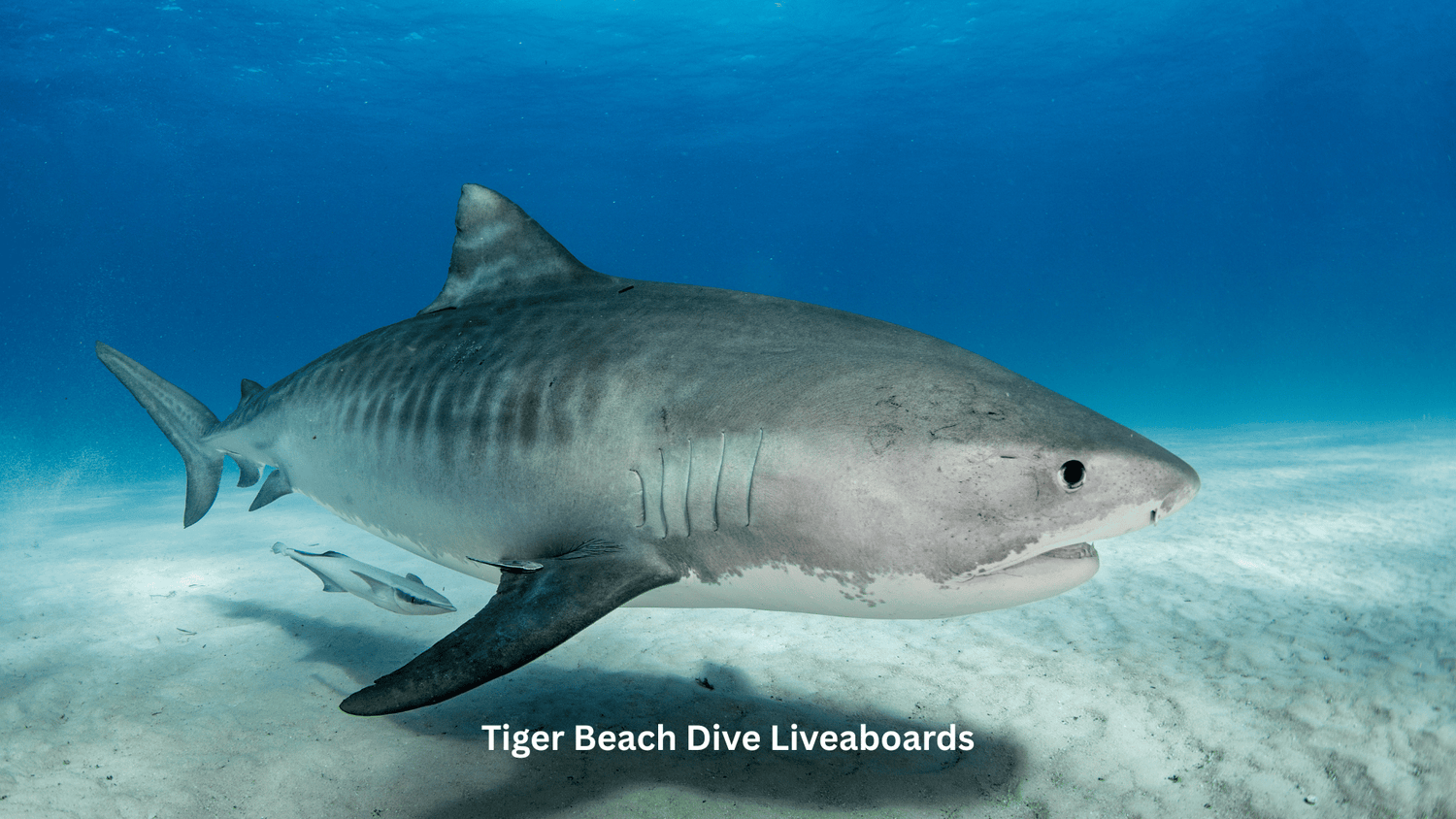 Tiger Beach Dive Liveaboards Bahamas – Scuba Diving Earth