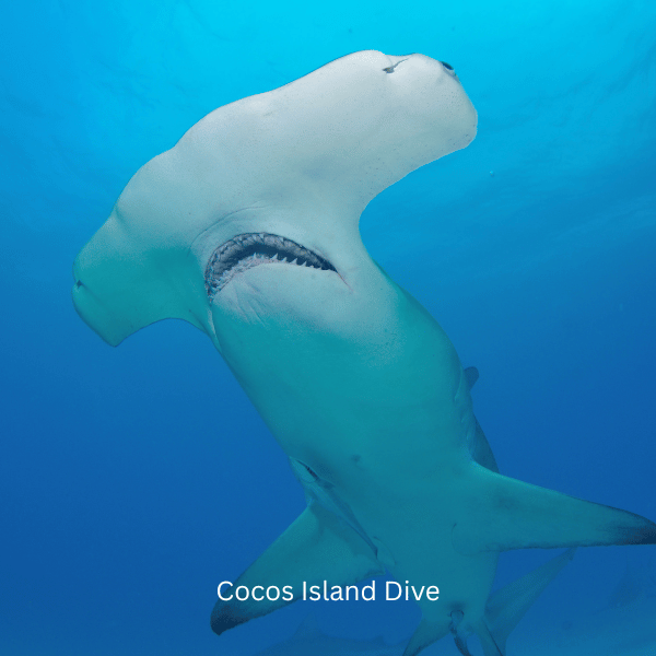 Scuba Diving Cocos Island Dive Sites – Scuba Diving Earth