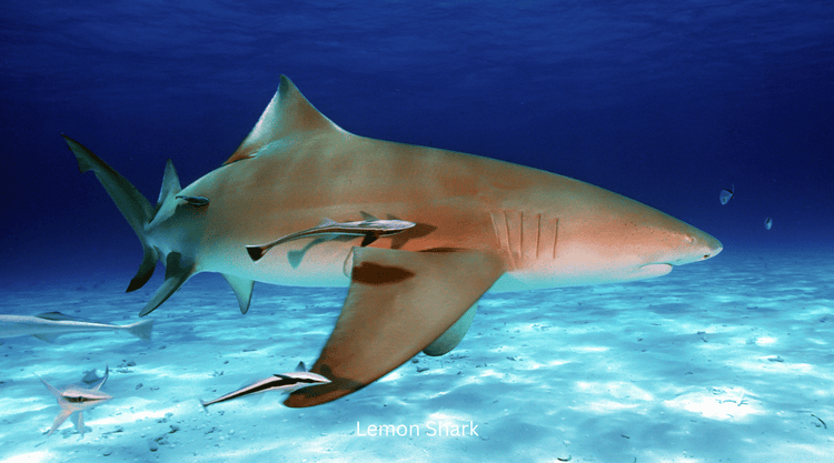 Lemon Shark Facts, Habitat, Size & Behaviour | Learn More – Scuba ...