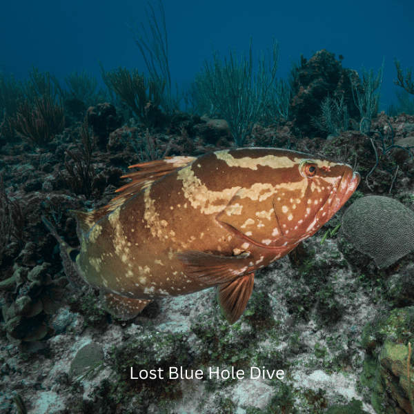 Lost Blue Hole Liveaboard Diving, Bahamas – Scuba Diving Earth