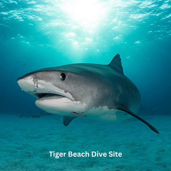 Tiger Beach Liveaboard Diving – Epic Shark Encounters – Scuba Diving Earth