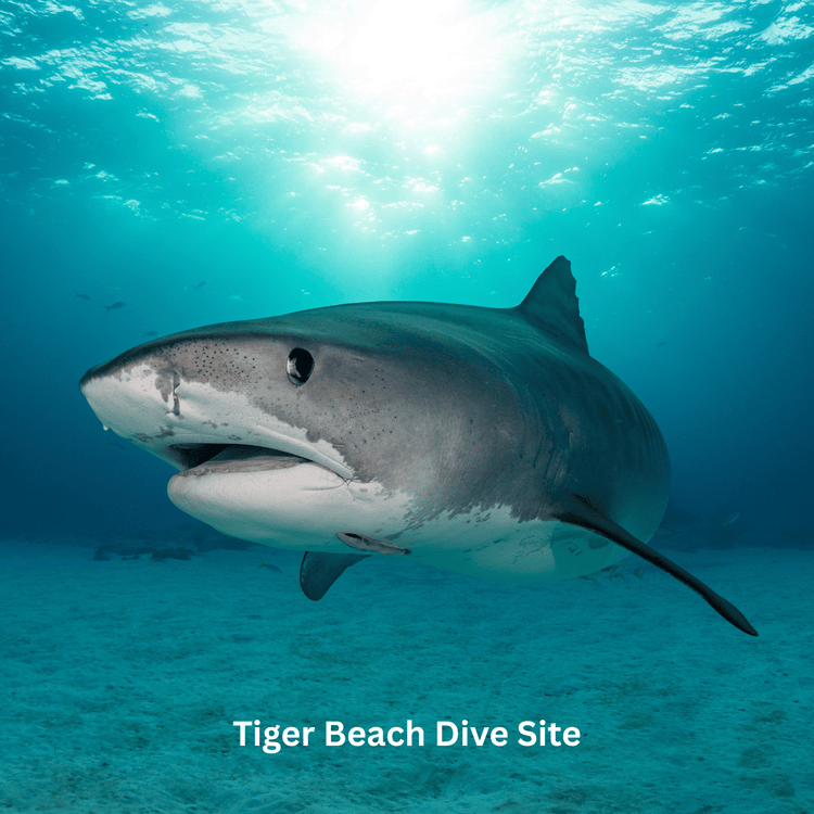 Tiger Beach Liveaboard Diving – Epic Shark Encounters – Scuba Diving Earth