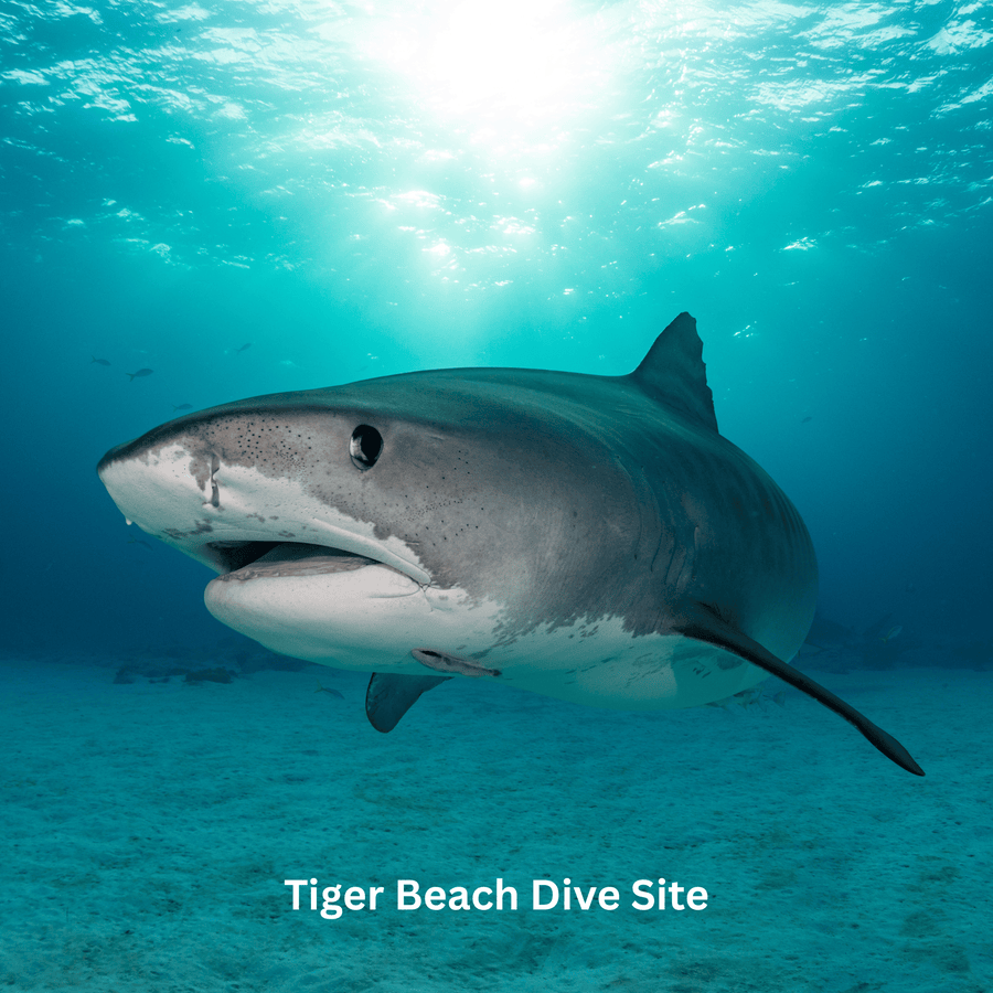 Tiger Beach Liveaboard Diving – Epic Shark Encounters – Scuba Diving Earth
