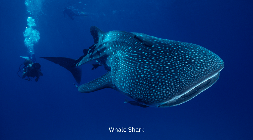 Whale Shark Facts, Size, Habitat & Behaviour | Learn More – Scuba ...